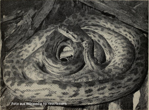 Schlangen Oenpellipython (Morelia oenpelliensis) Schlangenart